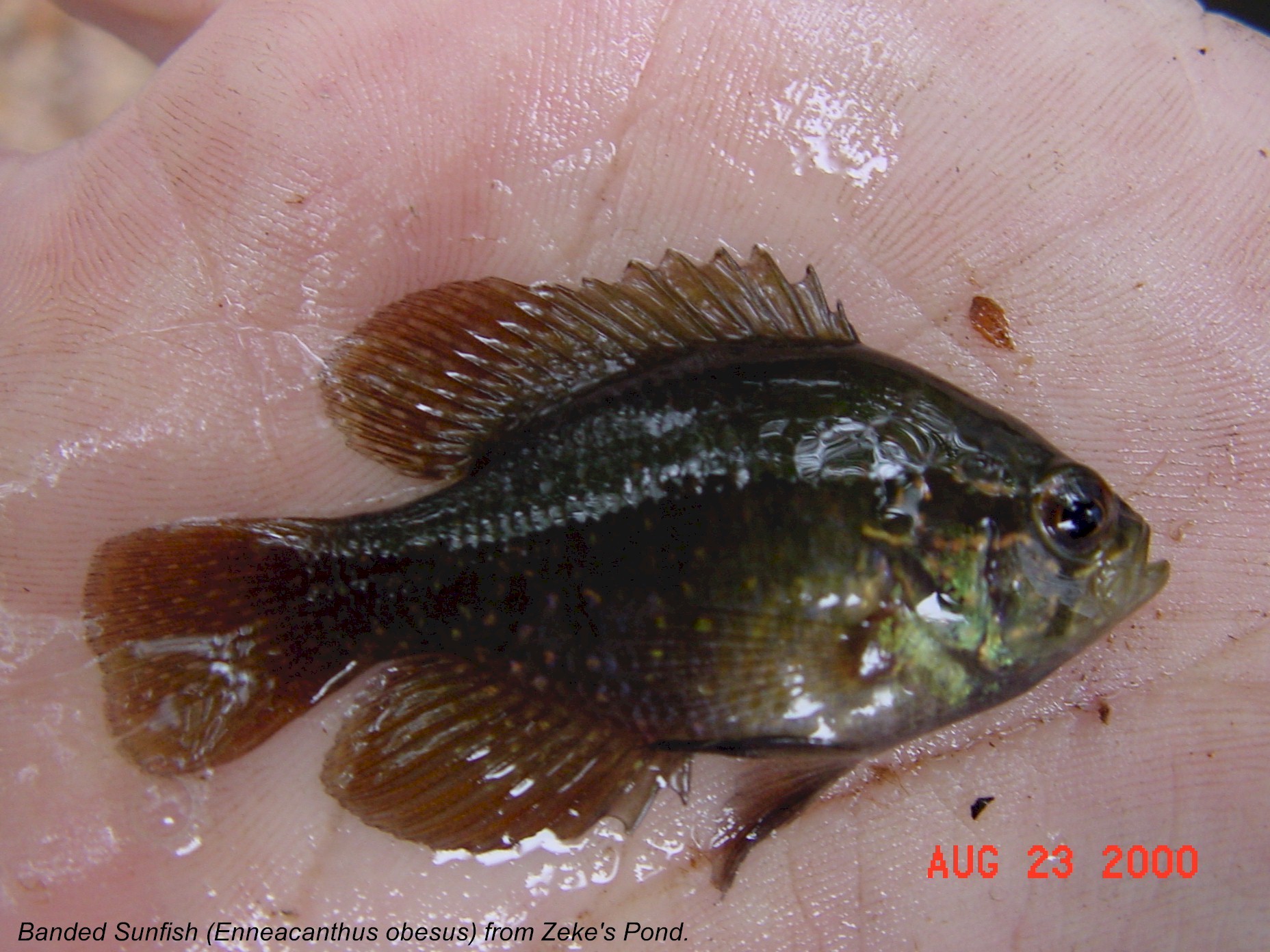 BNL Natural Resource Management, Environmental Protection Division (EPD ...