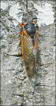 Cicadas on site | BNL Newsroom