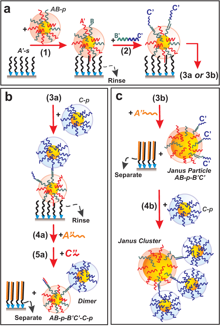 DNA-Based Assembly Line for Precision Nano-Cluster Construction | BNL ...