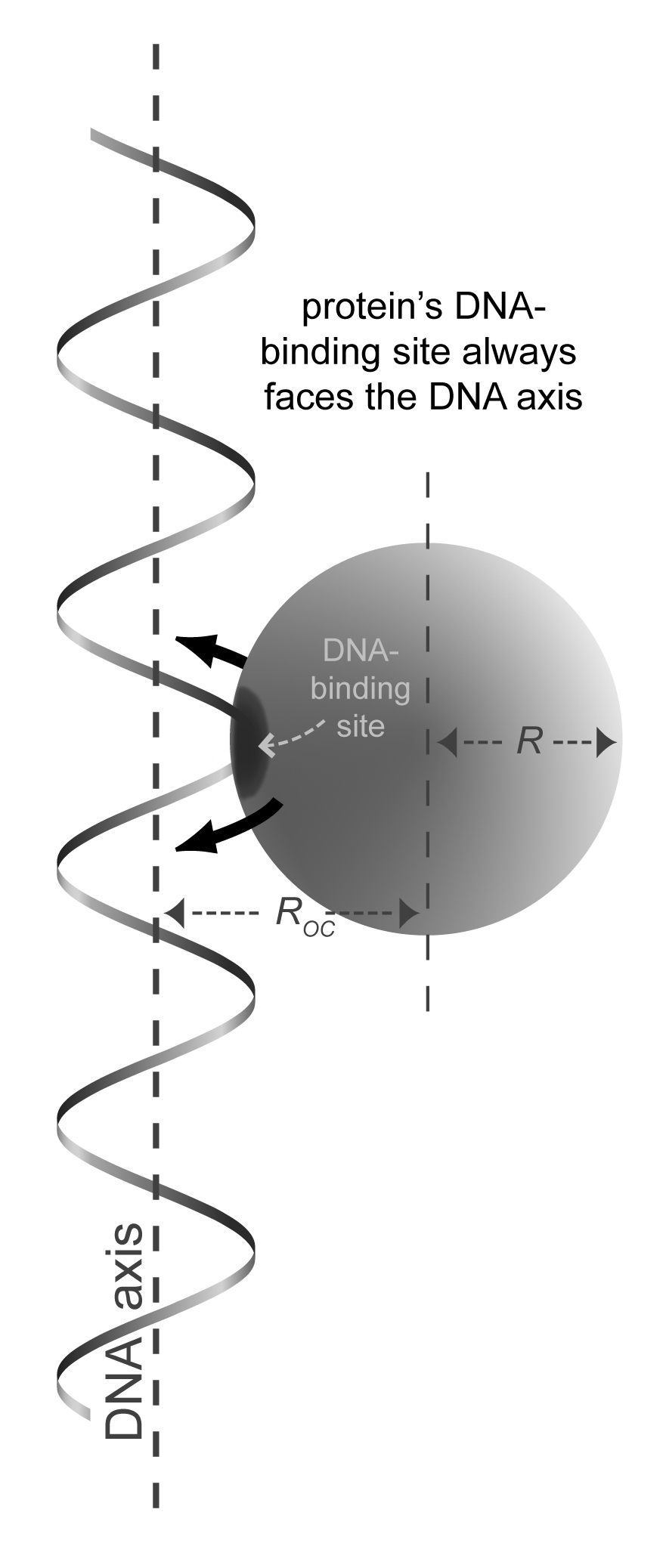 Grooving Down the Helix | BNL Newsroom