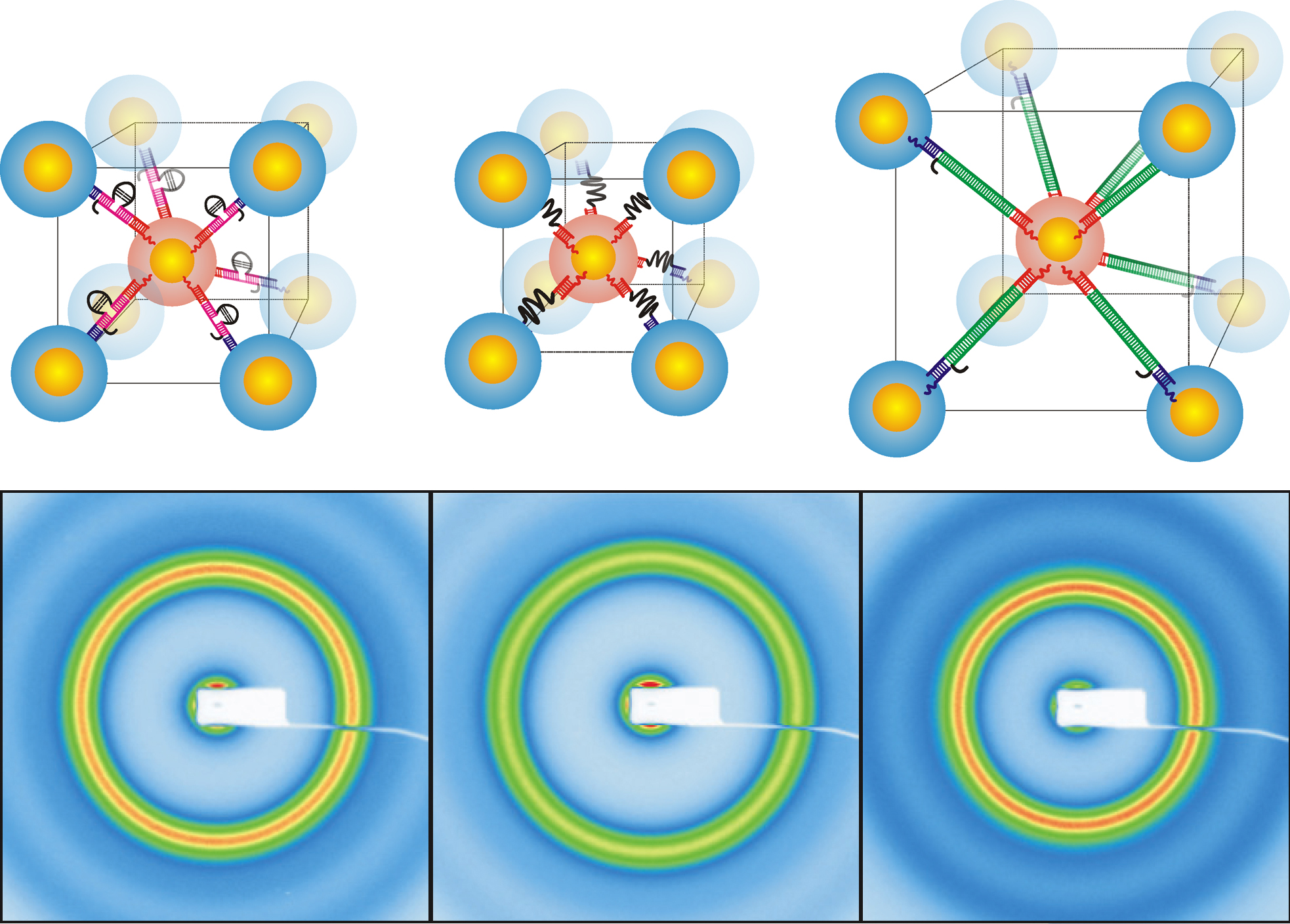 Switchable Nanostructures Made with DNA | BNL Newsroom