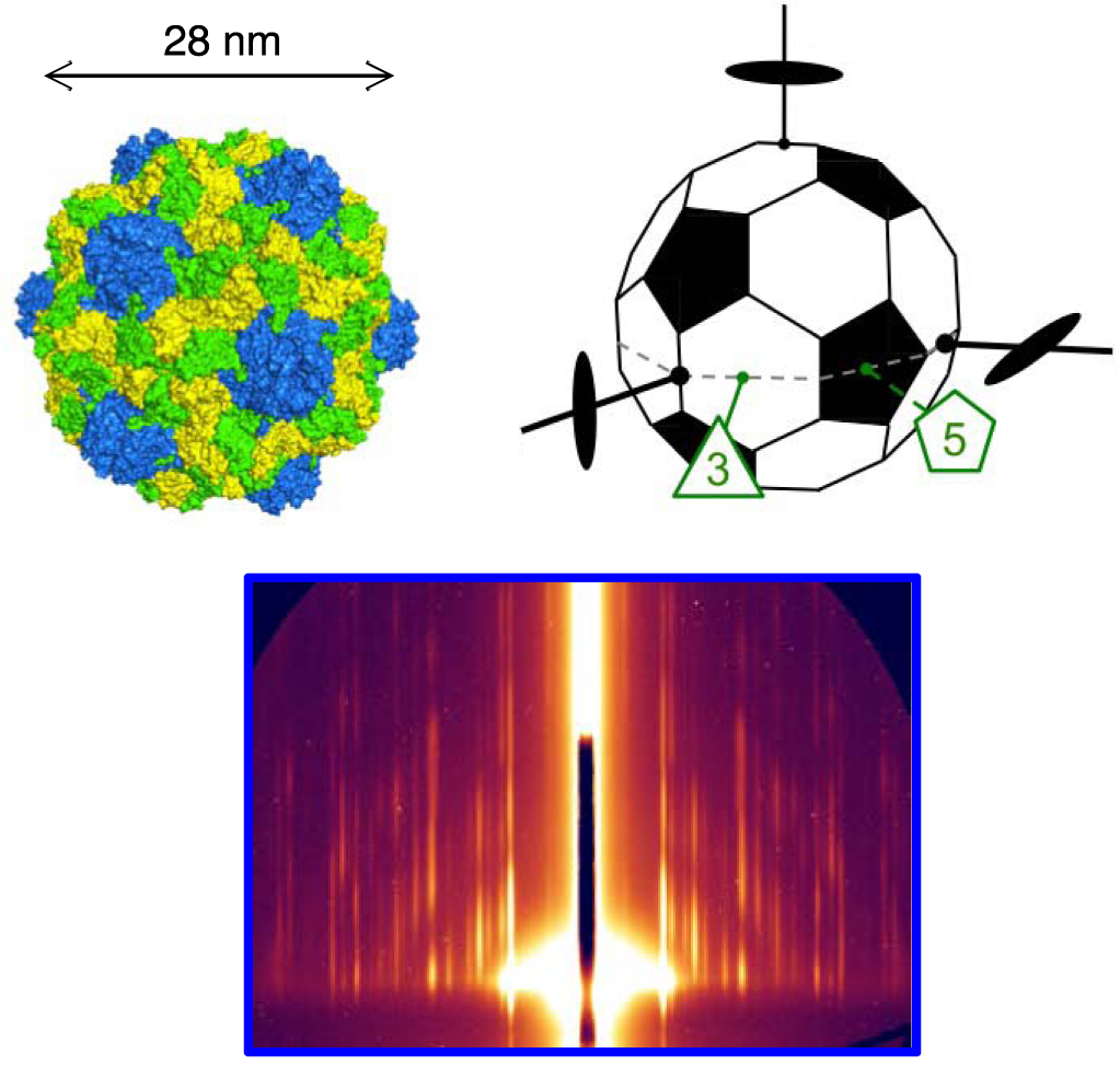 Using Viruses as Nanoscale Building Blocks | BNL Newsroom